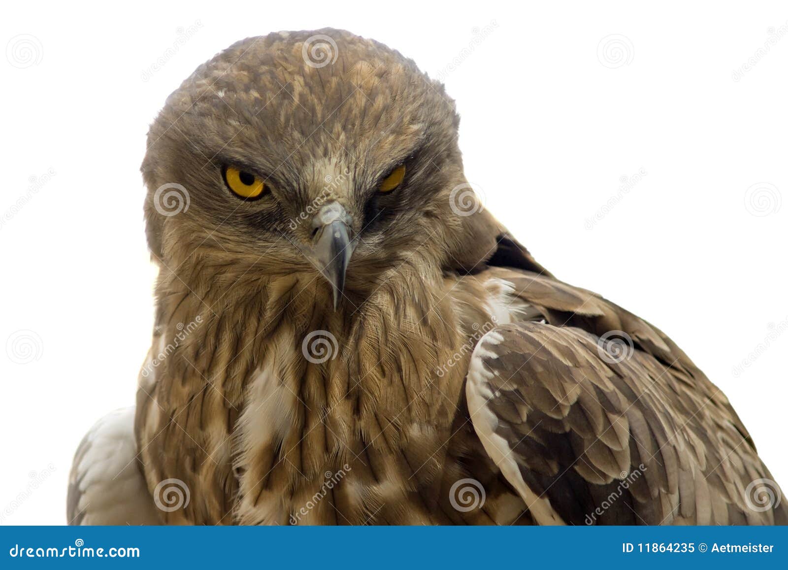 Hawk Head Close-up Isolated Stock Image - Image of falcon, hunting ...