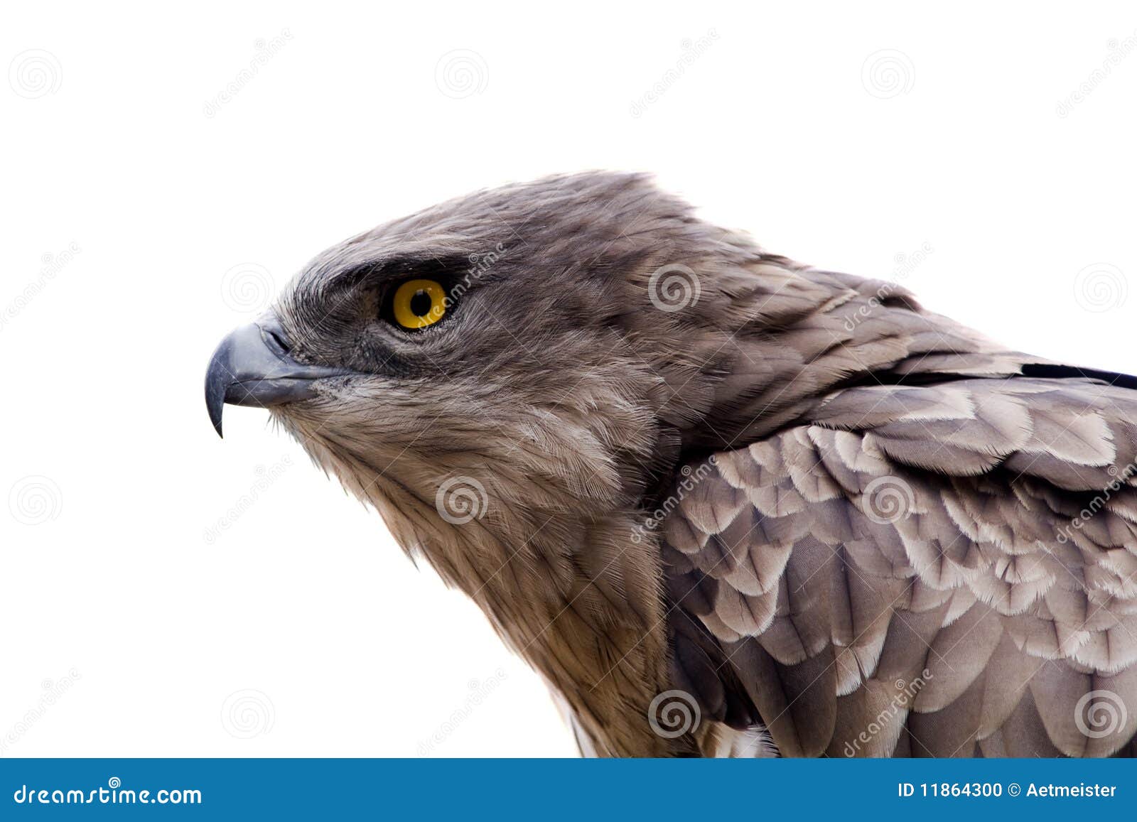 Hawk Head Close-up Isolated Stock Photo - Image of animal, hawk: 11864300