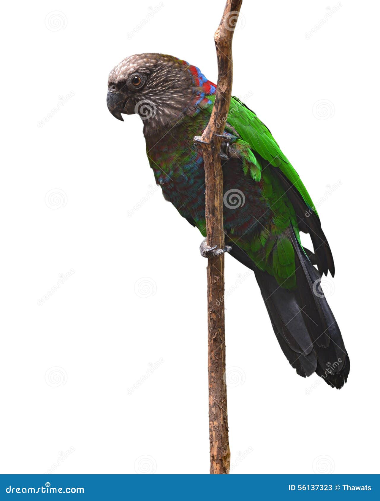 Hawk-headed Parrot stock image. Image of basin, flying - 56137323