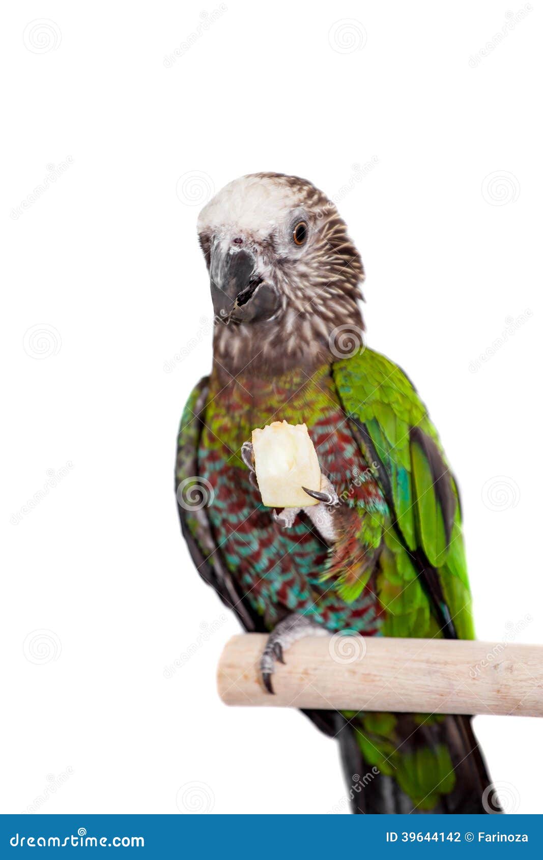 Hawk-headed Parrot (Deroptyus Accipitrinus) Stock Photo - Image of ...