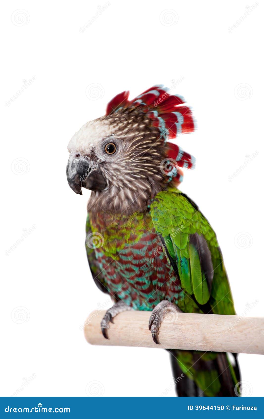 Hawk-headed Parrot (Deroptyus Accipitrinus) Stock Photo - Image of ...