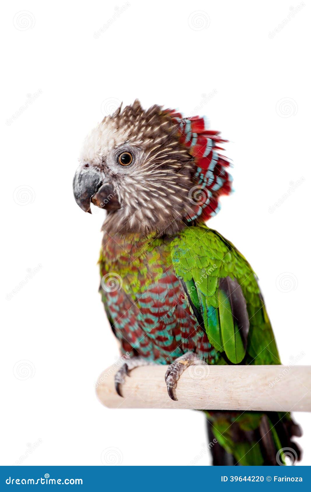 Hawk-headed Parrot (Deroptyus Accipitrinus) Stock Photo - Image of ...