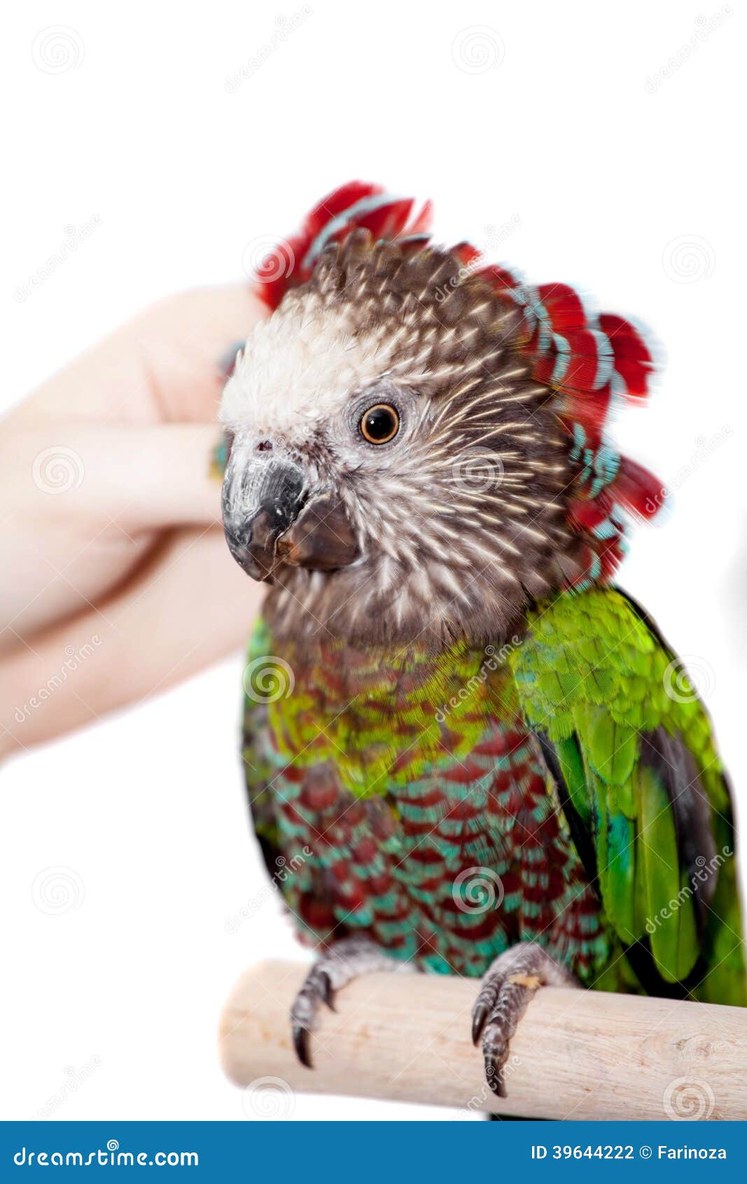 Hawk-headed Parrot (Deroptyus Accipitrinus) Stock Photo - Image of ...