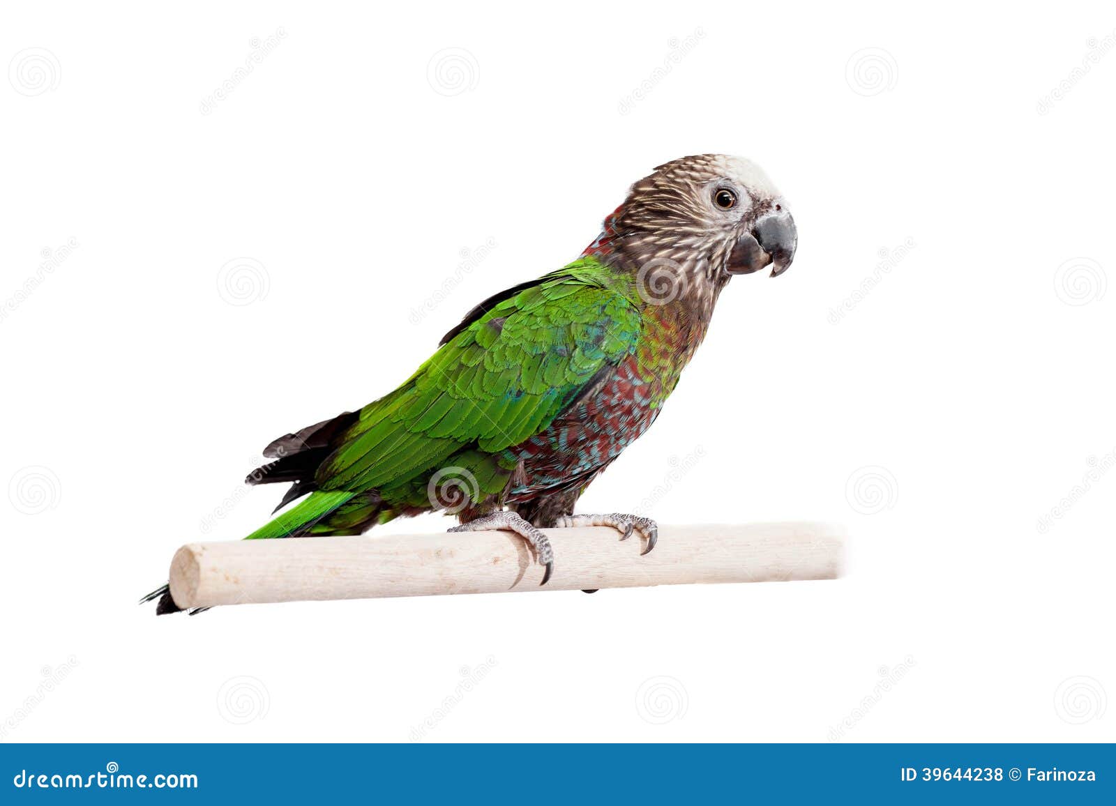 Hawk-headed Parrot (Deroptyus Accipitrinus) Stock Photo - Image of ...