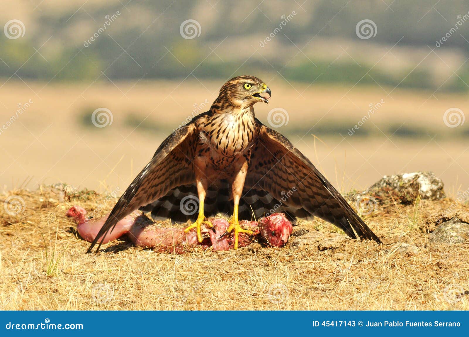 Hawk Hides the Food between the Wings Stock Image - Image of feathers ...