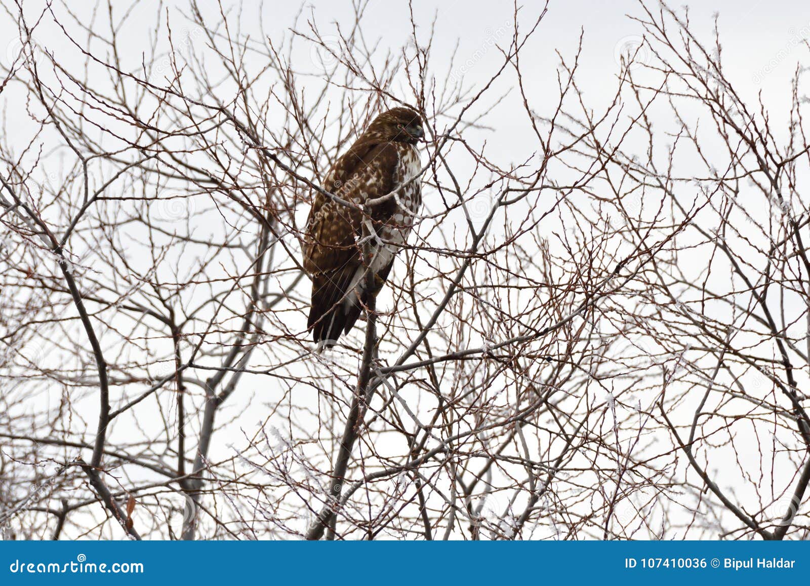 A Hawk Hiding on the Tree Top Stock Photo - Image of raptor, park ...