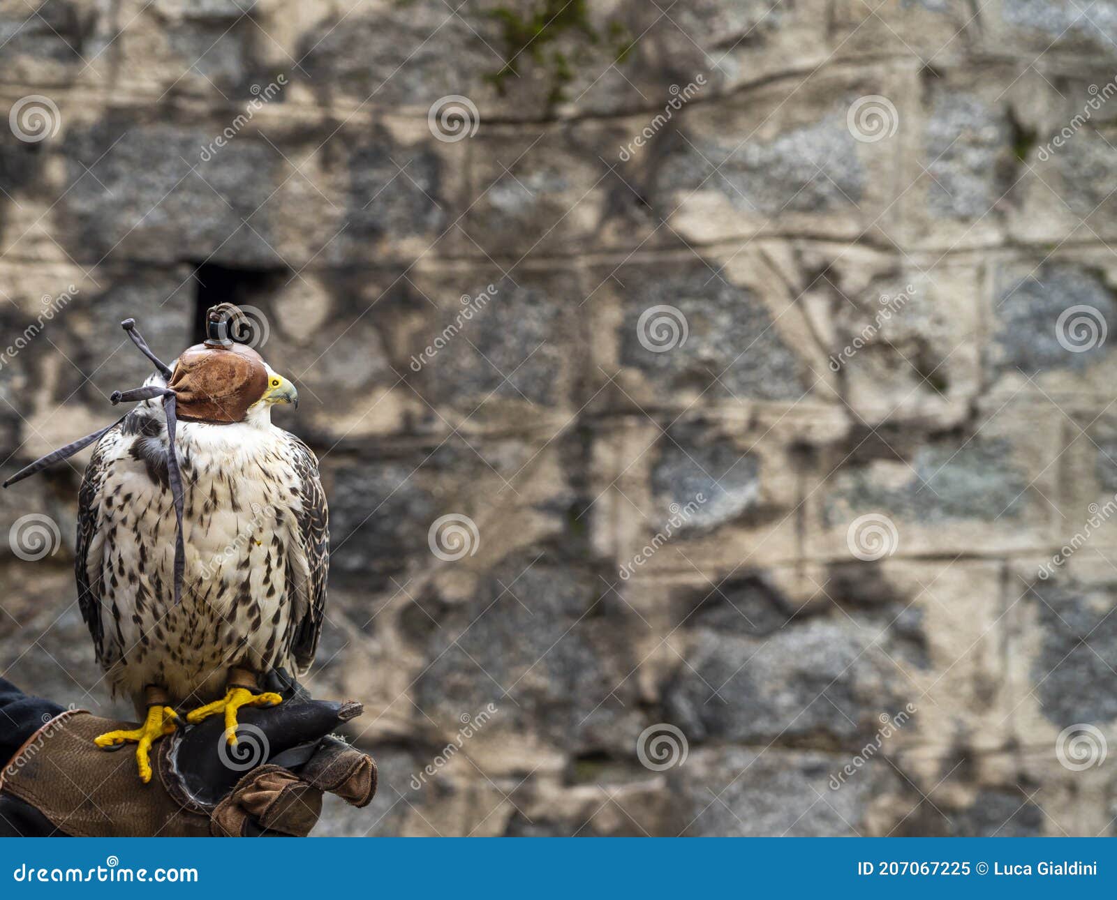 A Hawk on His Handler S Hand Stock Image - Image of view, closeup ...