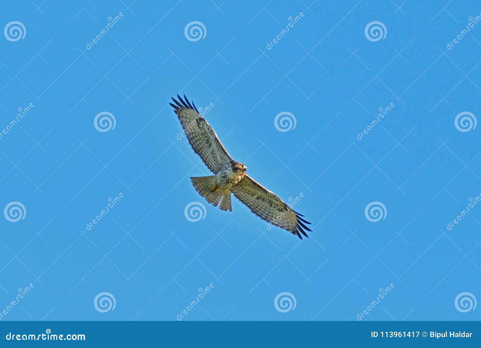 A Hawk Hovering stock image. Image of large, bush, animal - 113961417