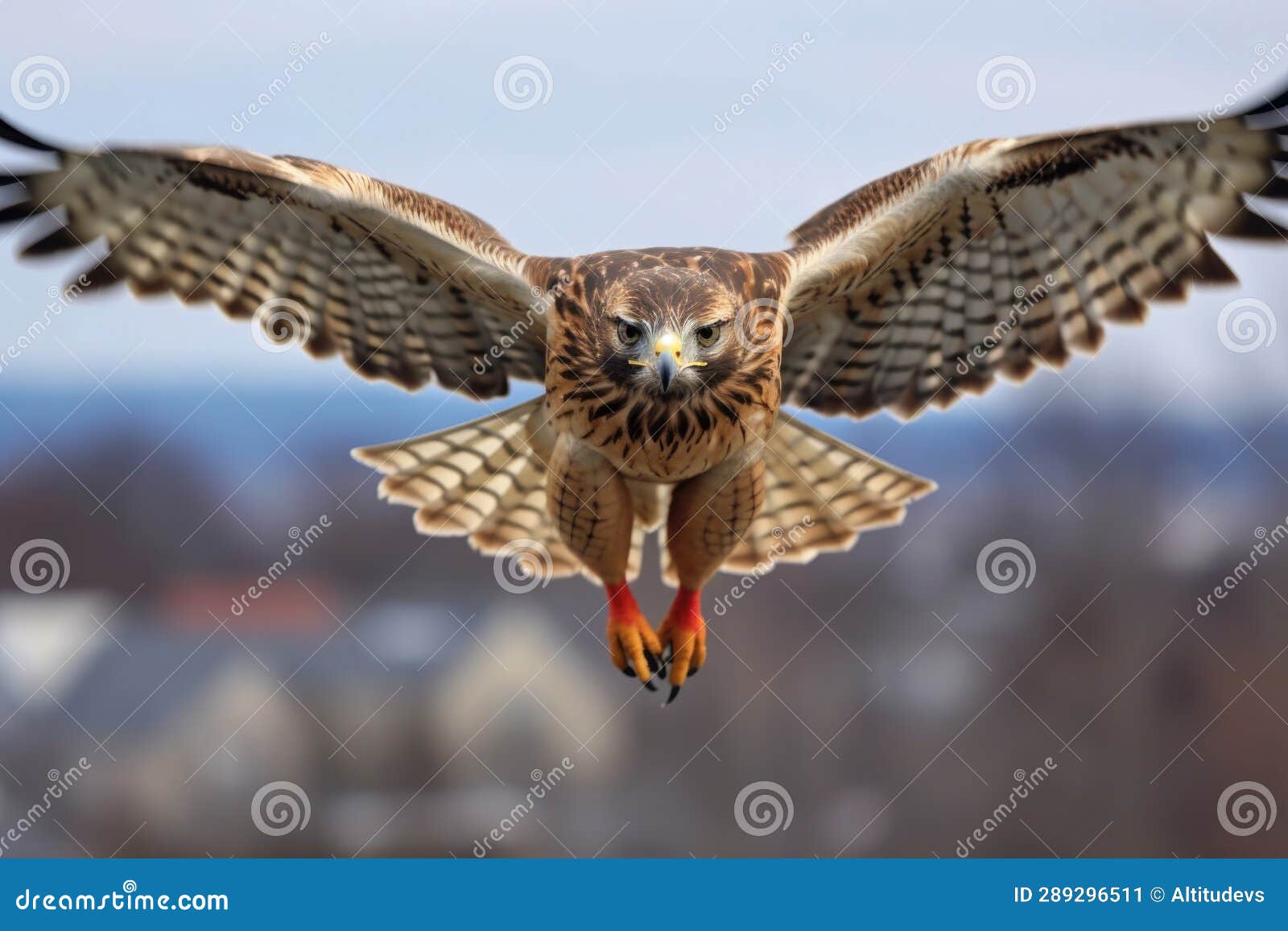 Hawk Hovering Mid-air, with a Focused and Intense Gaze Stock Image ...