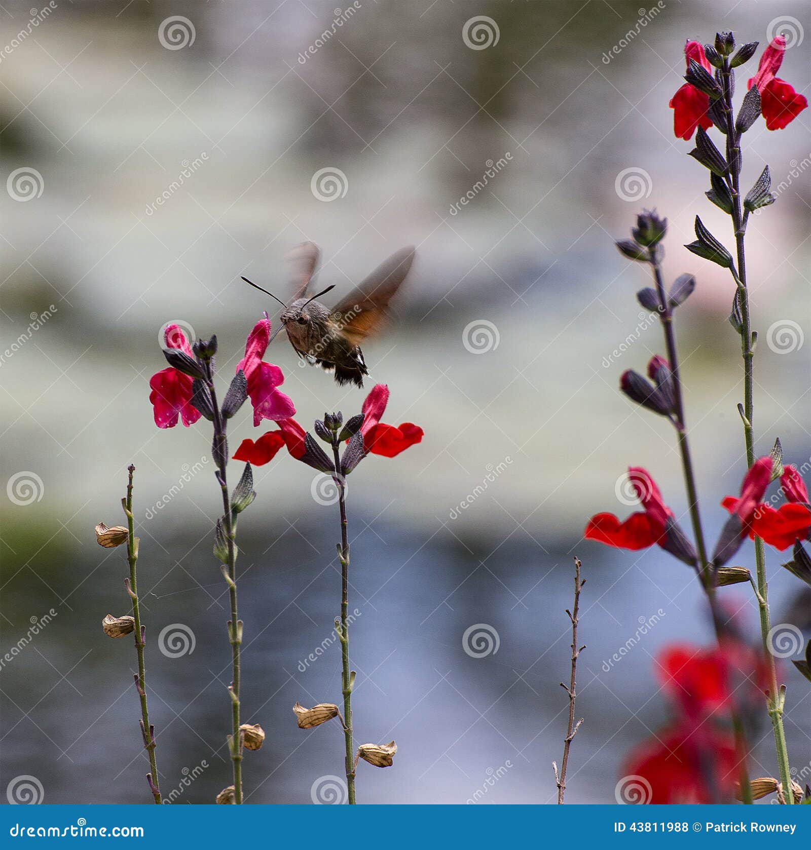 Hawk Hummingbird Moth Feeding from Penstemon Flower Stock Photo - Image ...