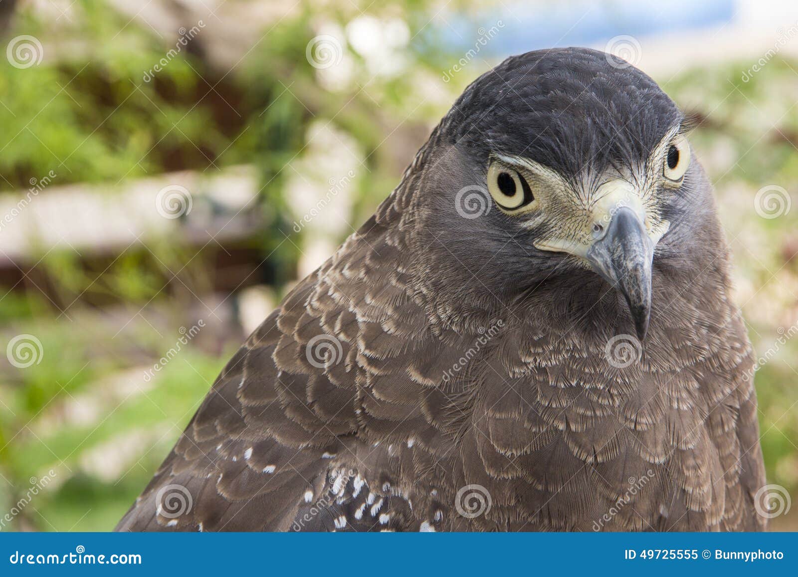 Hawk, the hunter stock image. Image of nature, organism - 49725555