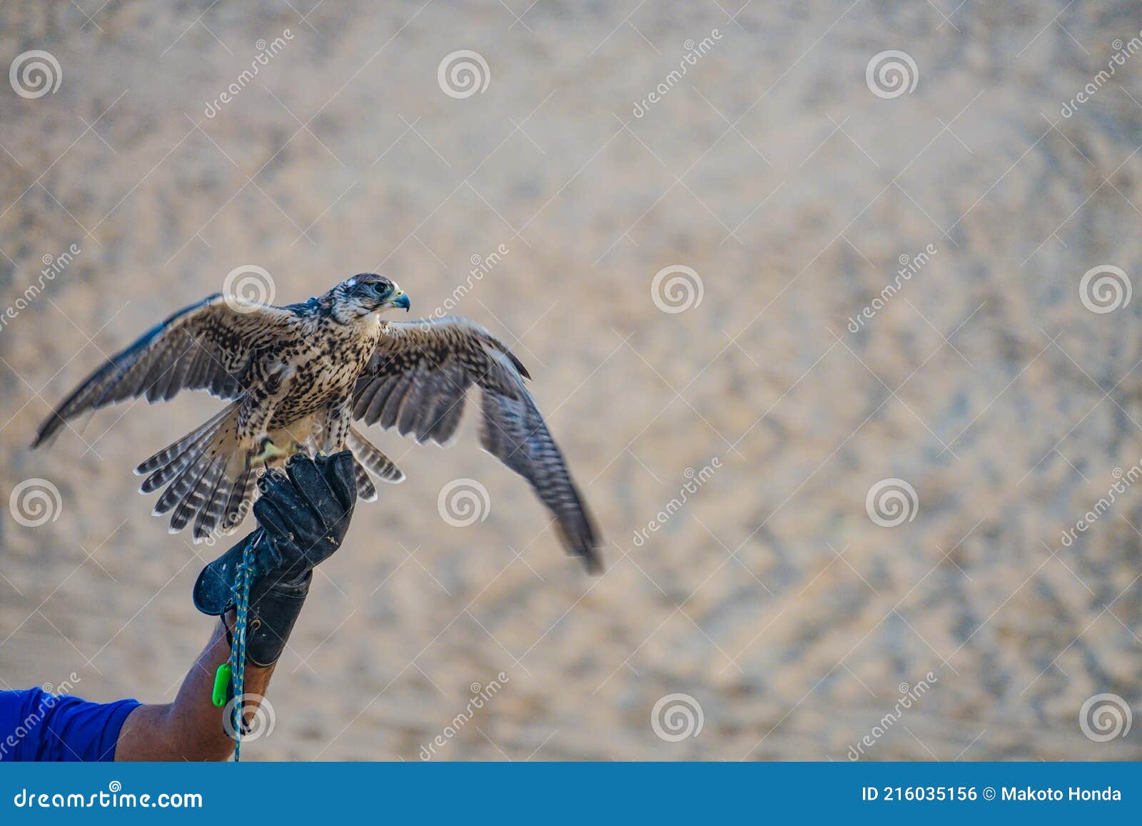Hawk of the Image of the Arabian Desert Stock Photo - Image of falconer ...