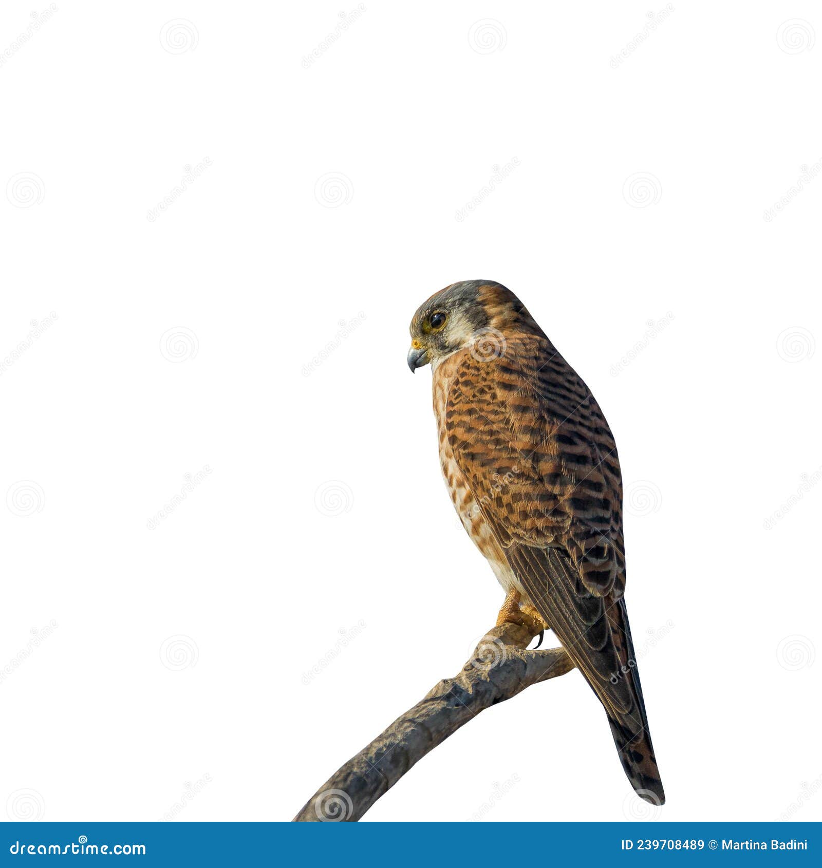 Hawk Isolated on White Background Stock Image - Image of falconidae ...