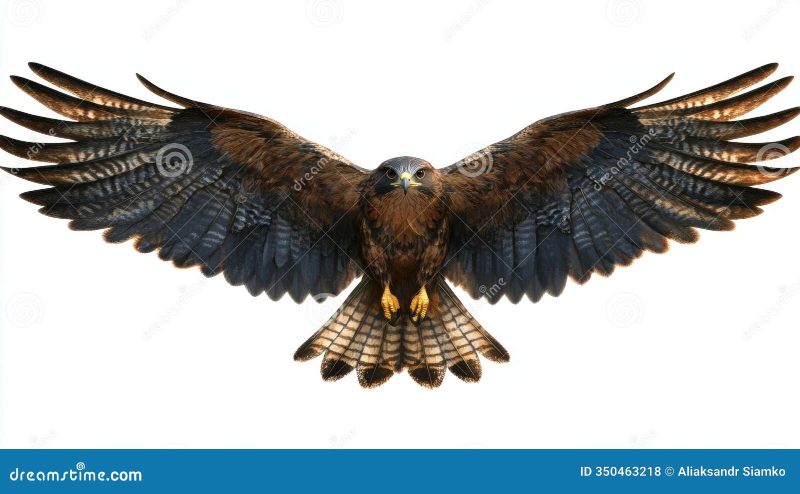 A Hawk with Its Wings Spread Spread Stock Illustration - Illustration ...