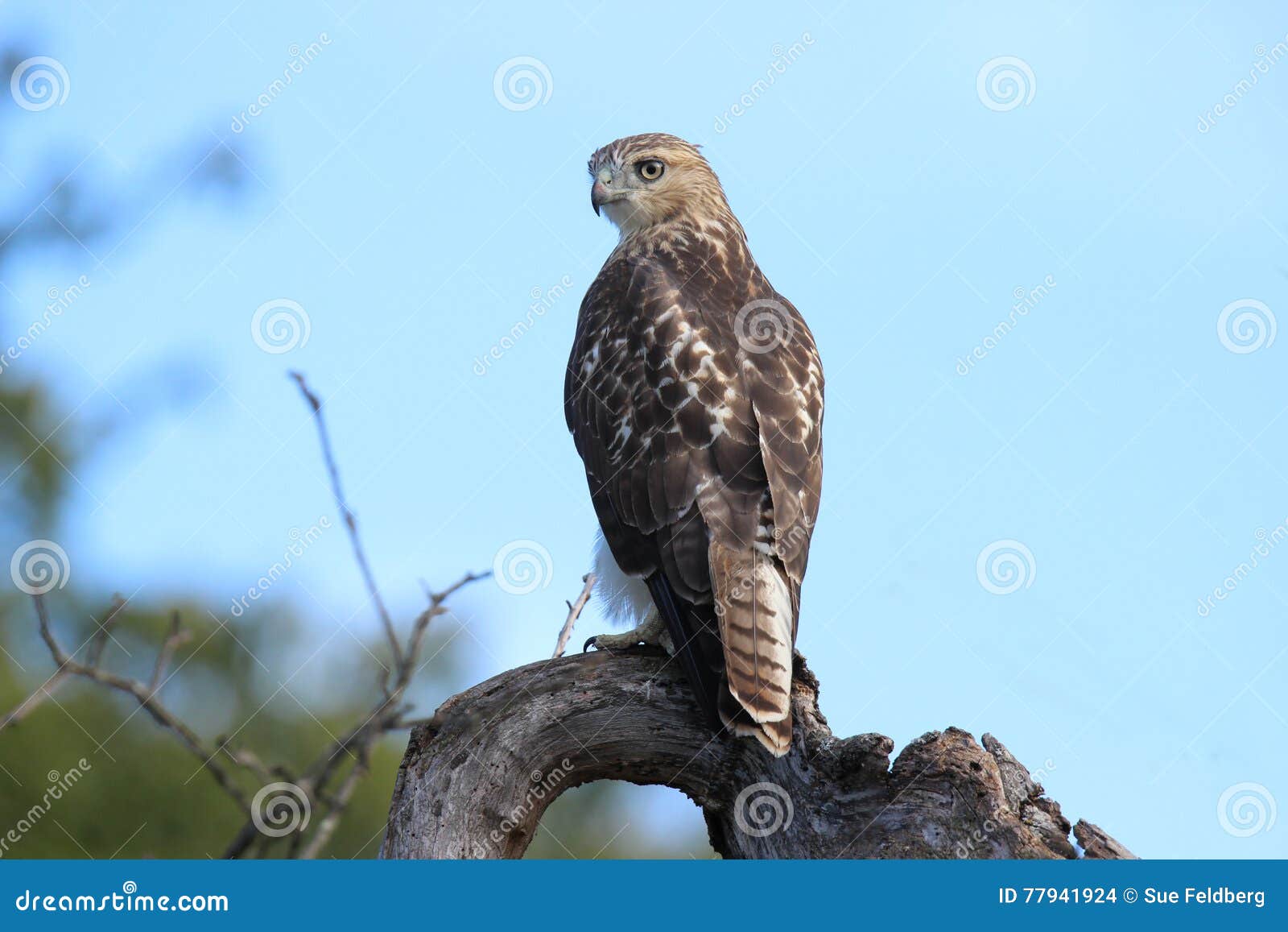 Hawk stock photo. Image of tailed, hawk, raptor, autumn - 77941924