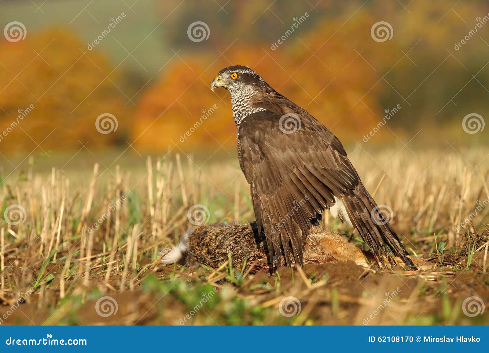 Hawk killed hare stock photo. Image of gentilis, hare - 62108170