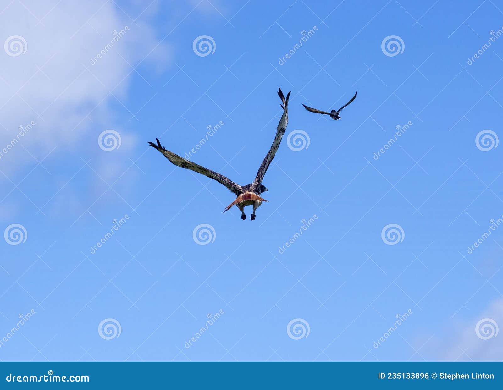 The Hawk and the Kingbird stock photo. Image of body - 235133896