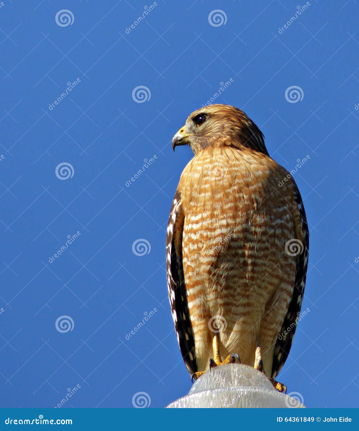 Hawk on Lamppost stock image. Image of watchful, intense - 64361849