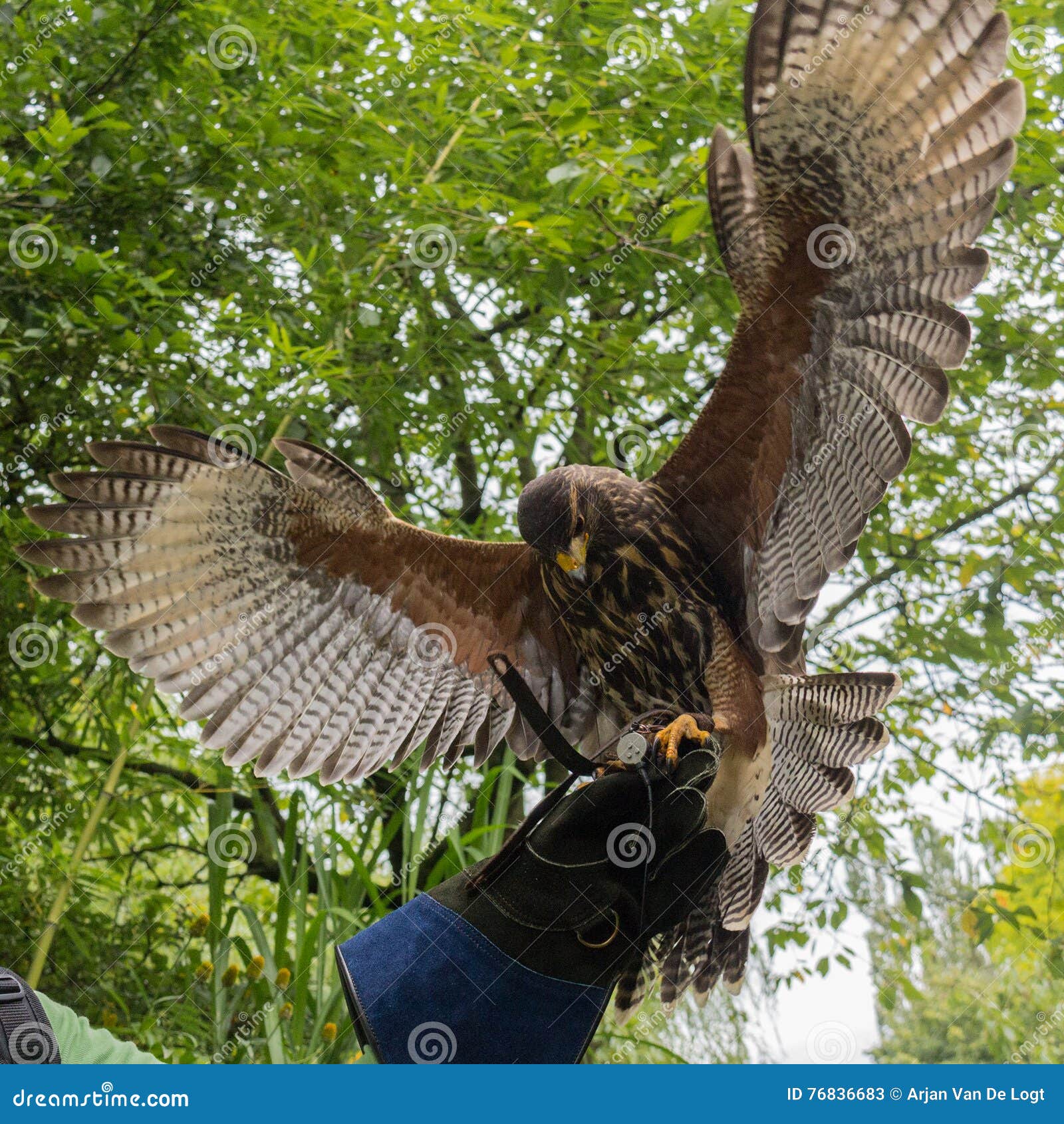 Hawk Landing on a Falconry Gauntlet Stock Image - Image of falconry ...