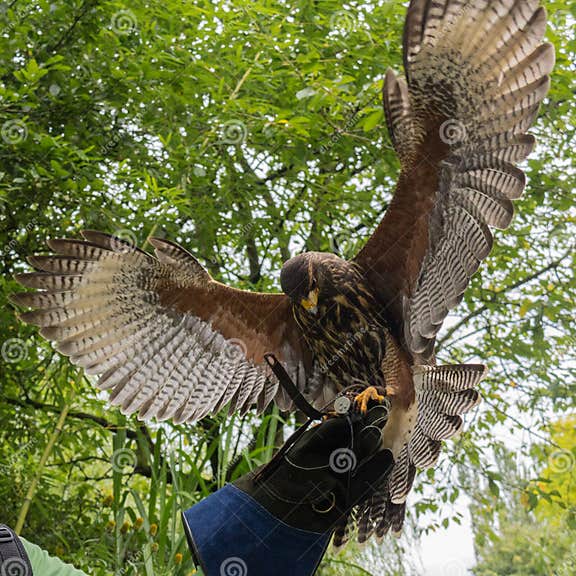 Hawk Landing on a Falconry Gauntlet Stock Image - Image of falconry ...