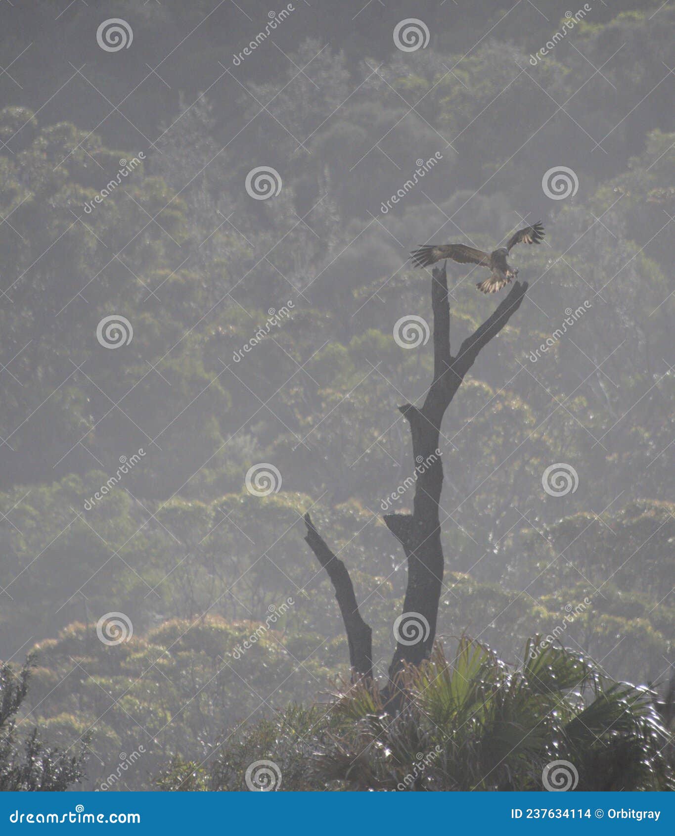 Hawk landing on the log stock photo. Image of animals - 237634114
