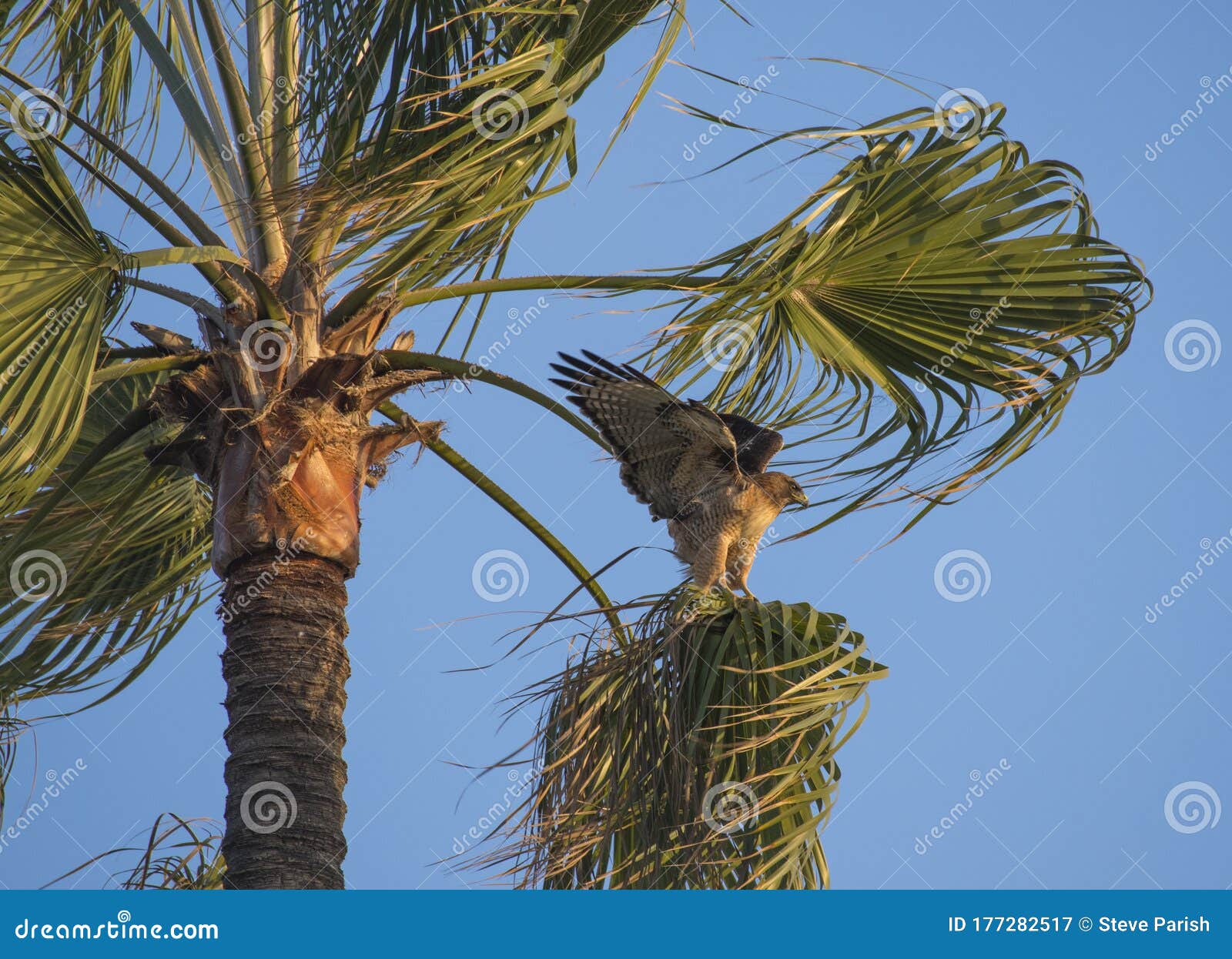 Close Look at Hawk Landing in Palm Tree on Windy Day Stock Image ...