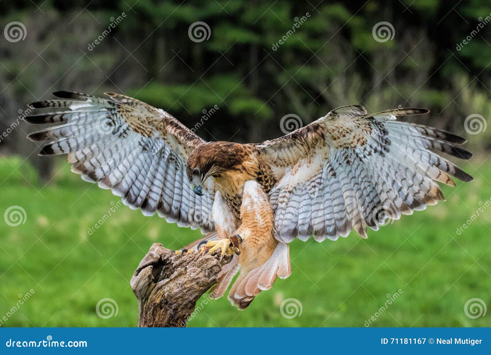Red Tailed Hawk Landing Drawing