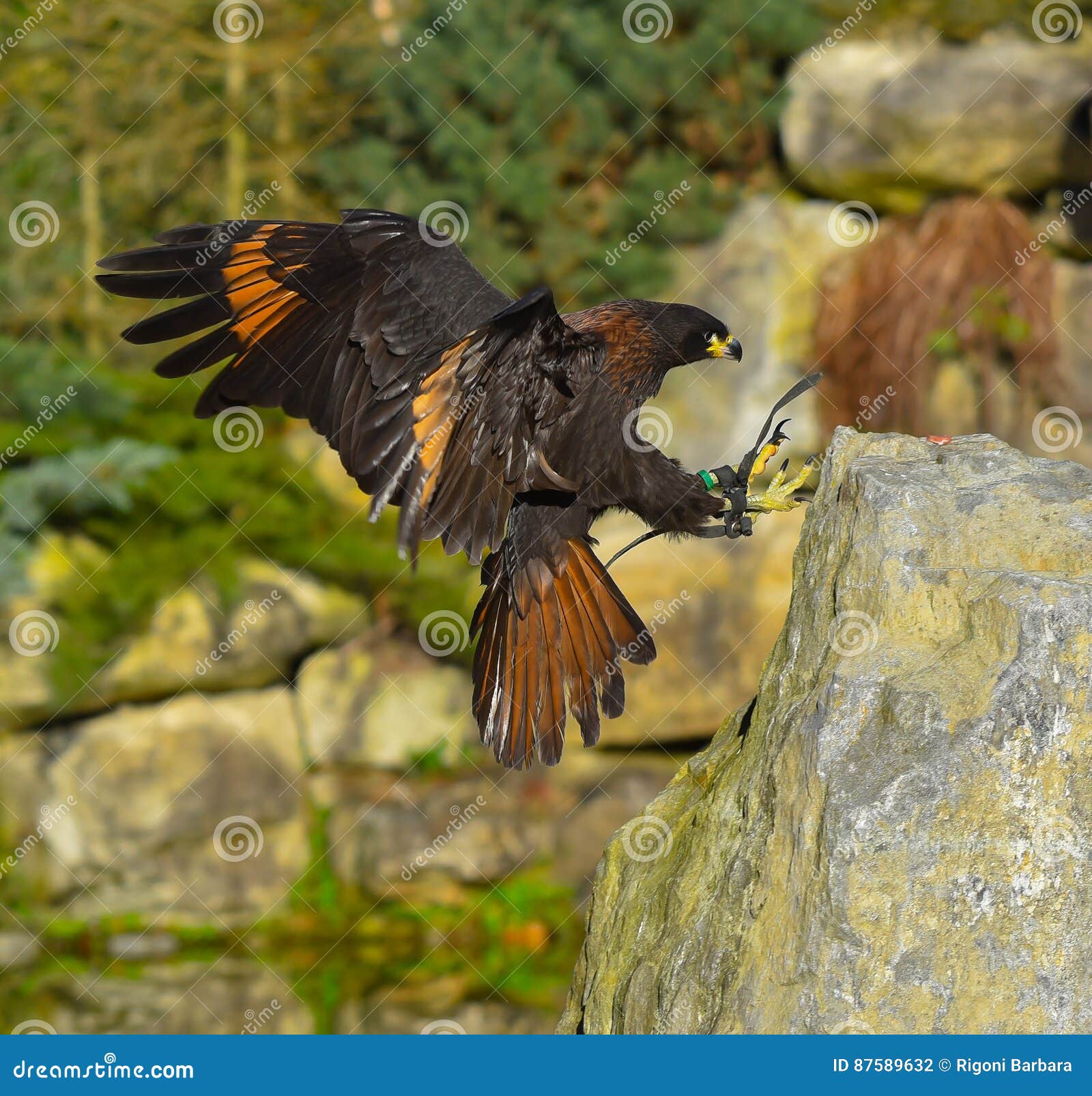 Hawk lands on the rock stock photo. Image of nature, light - 87589632
