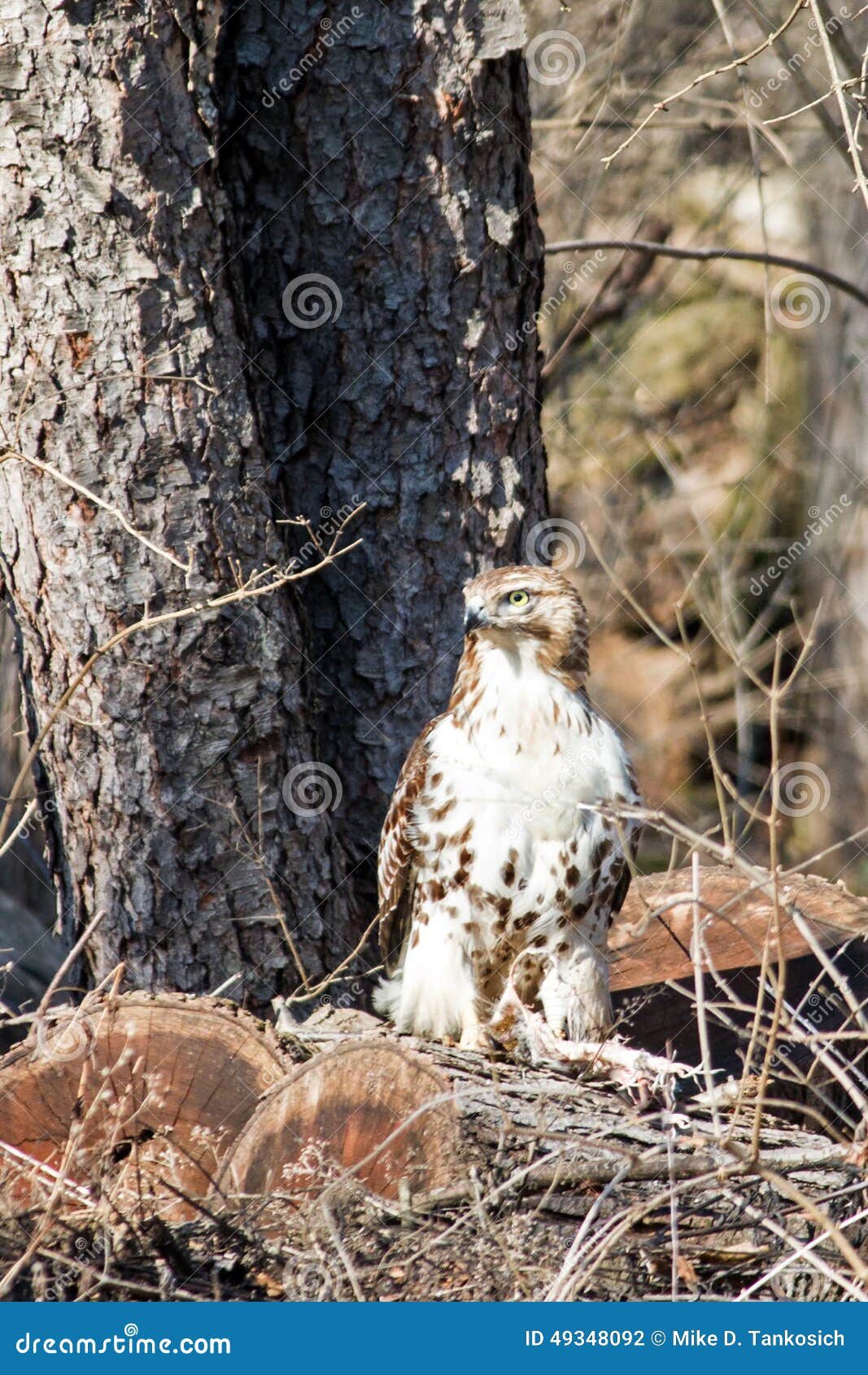 Hawk on Logs Looking Left stock photo. Image of trees - 49348092