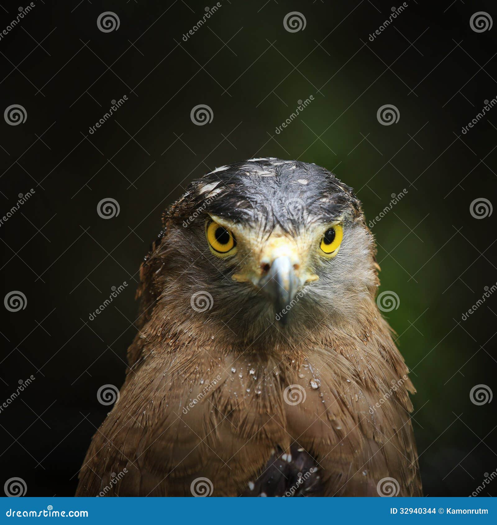 Hawk looking camera stock photo. Image of avian, portrait - 32940344