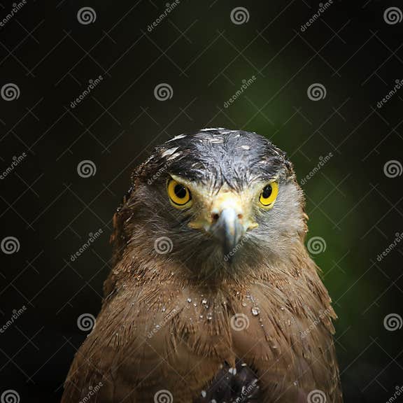 Hawk looking camera stock photo. Image of avian, portrait - 32940344