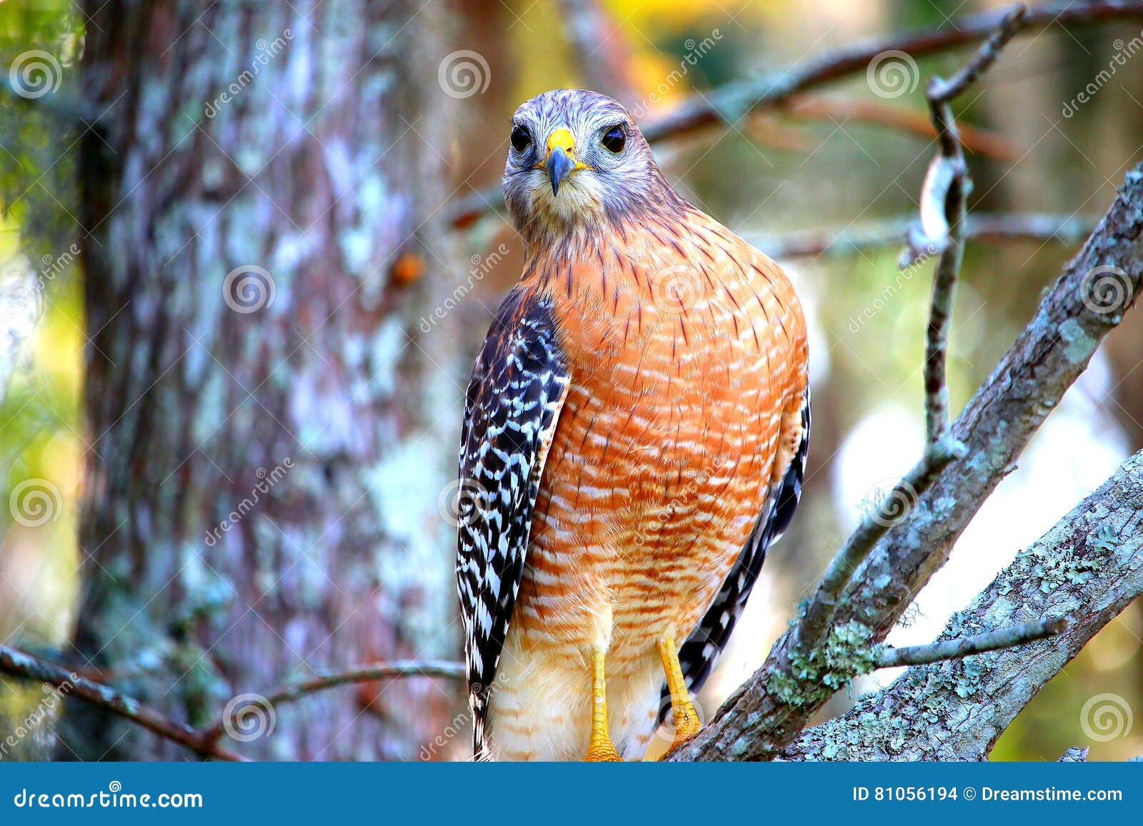 Hawk looking into camera stock photo. Image of style - 81056194