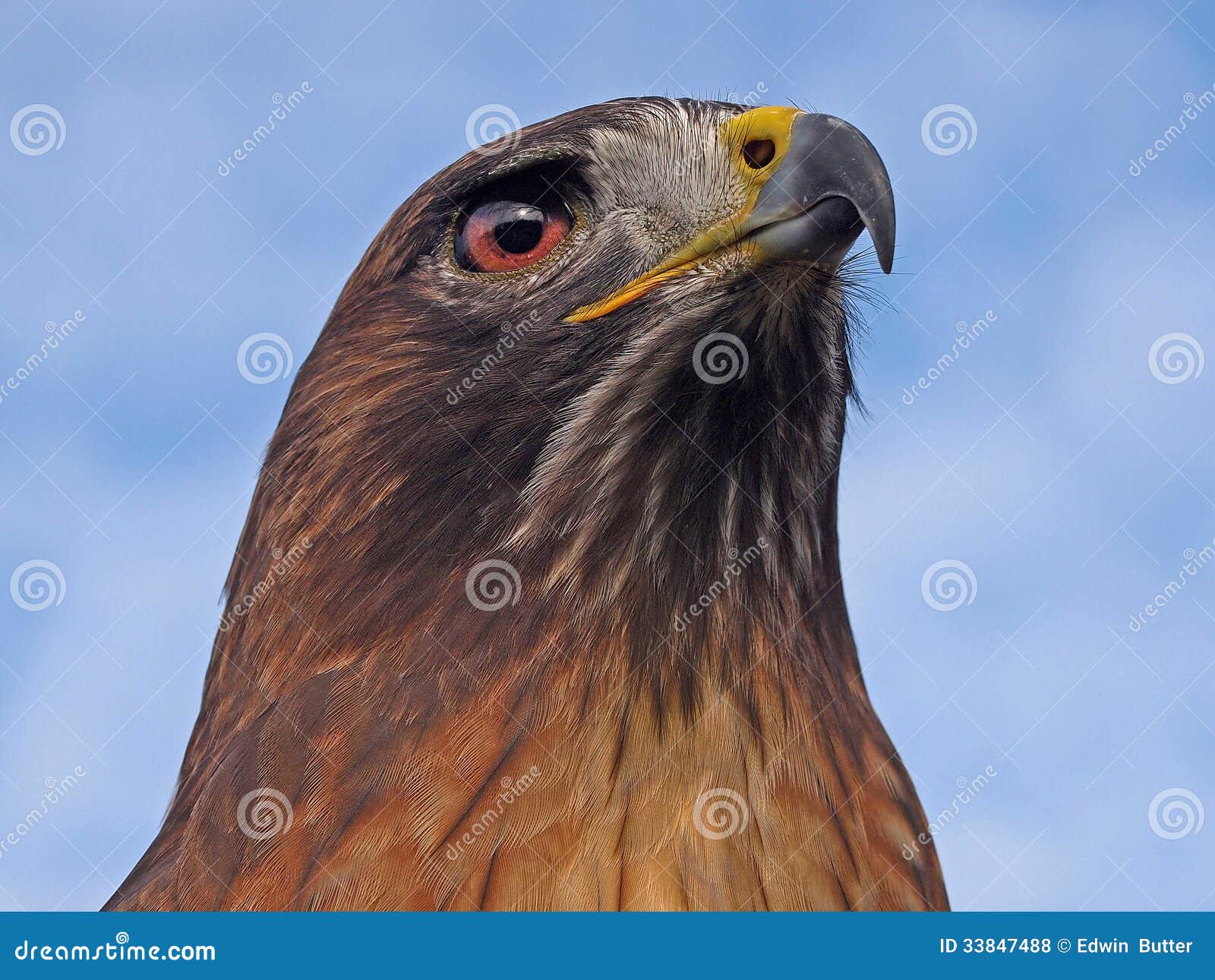 Hawk stock photo. Image of majestic, color, buteo, common - 33847488