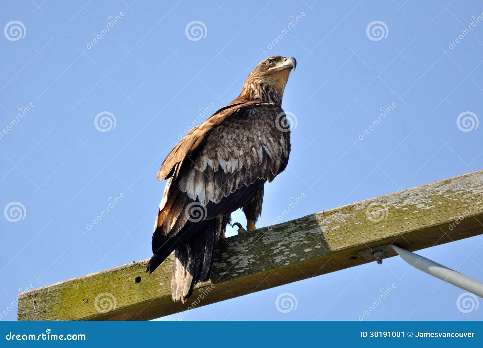 Hawk looking at sky stock image. Image of birds, food - 30191001