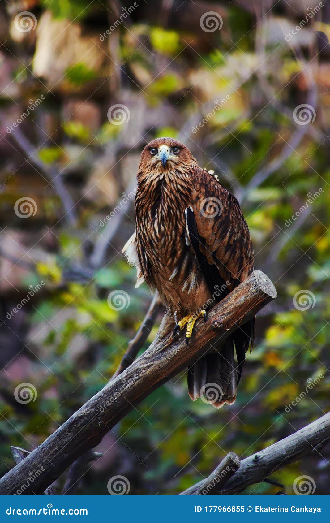 Hawk looking to camera stock image. Image of tailed - 177966855