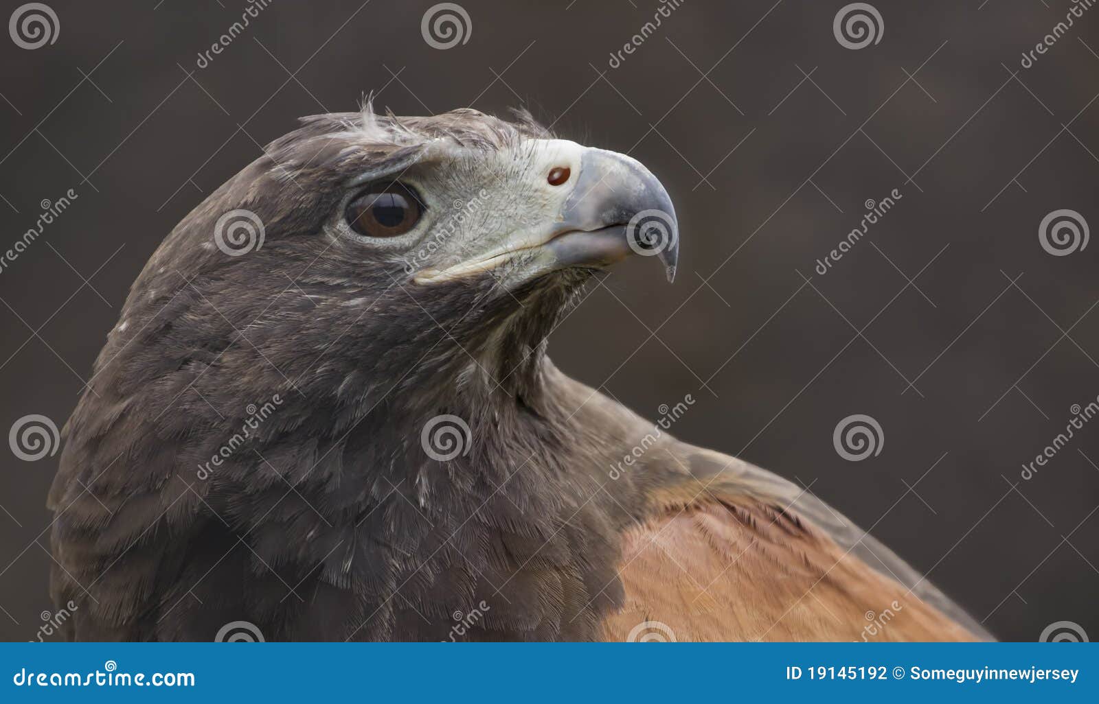 Hawk looking to the skies stock photo. Image of outdoor - 19145192