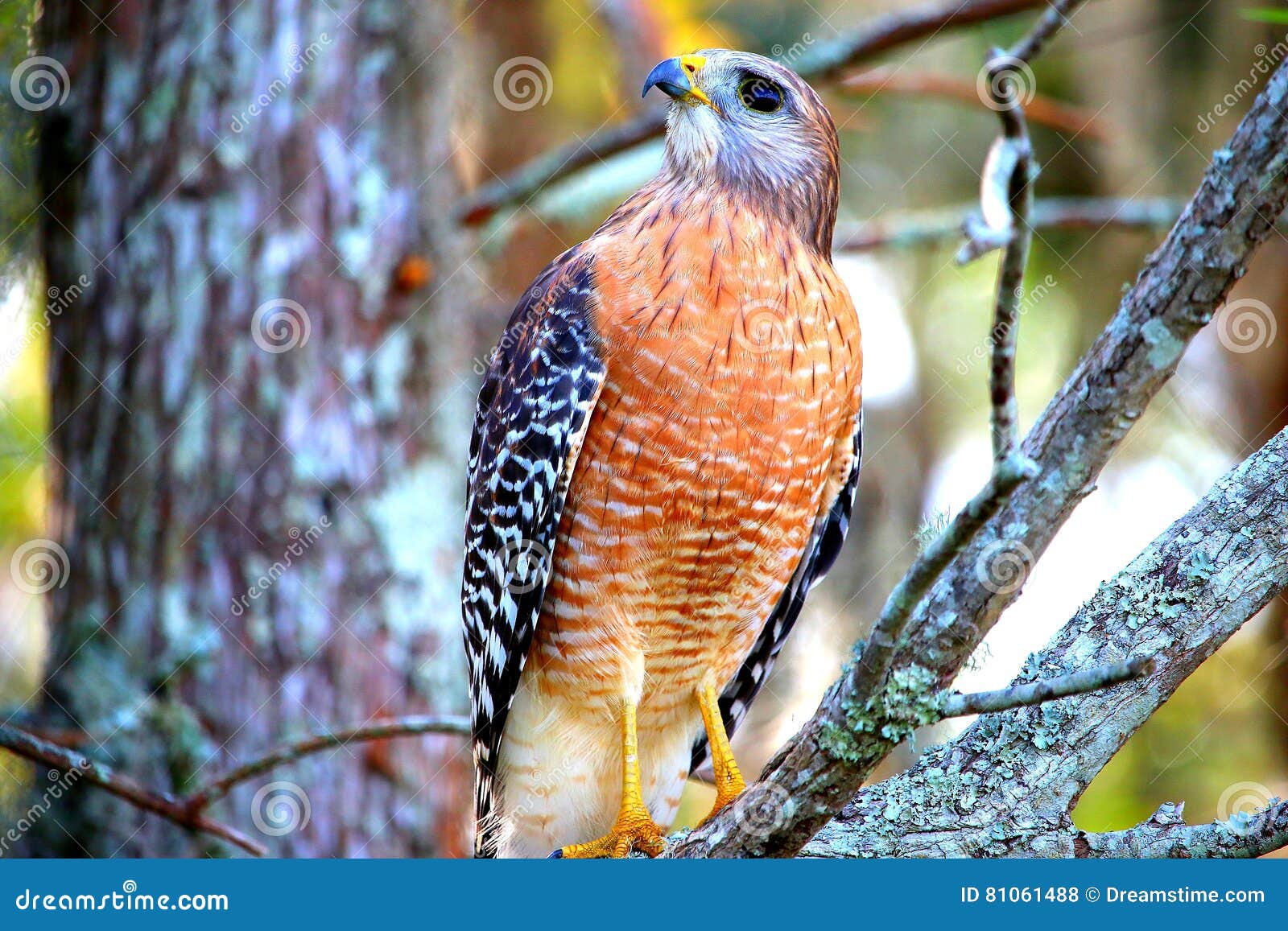 Hawk looking upright stock photo. Image of skies, hawk - 81061488