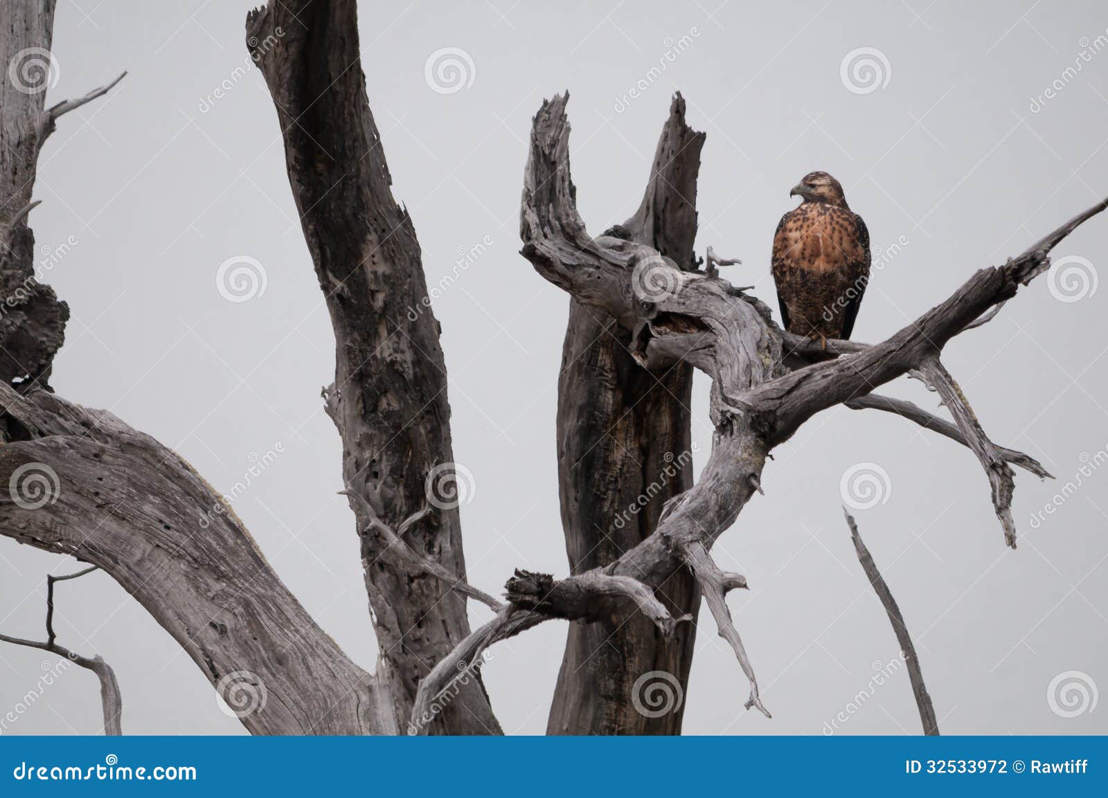 Hawk lurking stock photo. Image of flock, birds, flying - 32533972