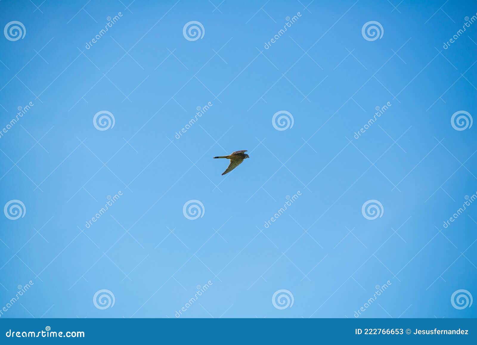 Hawk in mid flight stock image. Image of clouds, beak - 222766653