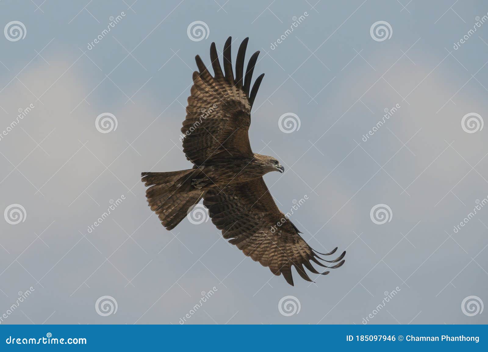 Black Kite or Pariah Kite Flying on Blue Sky Stock Photo - Image of ...