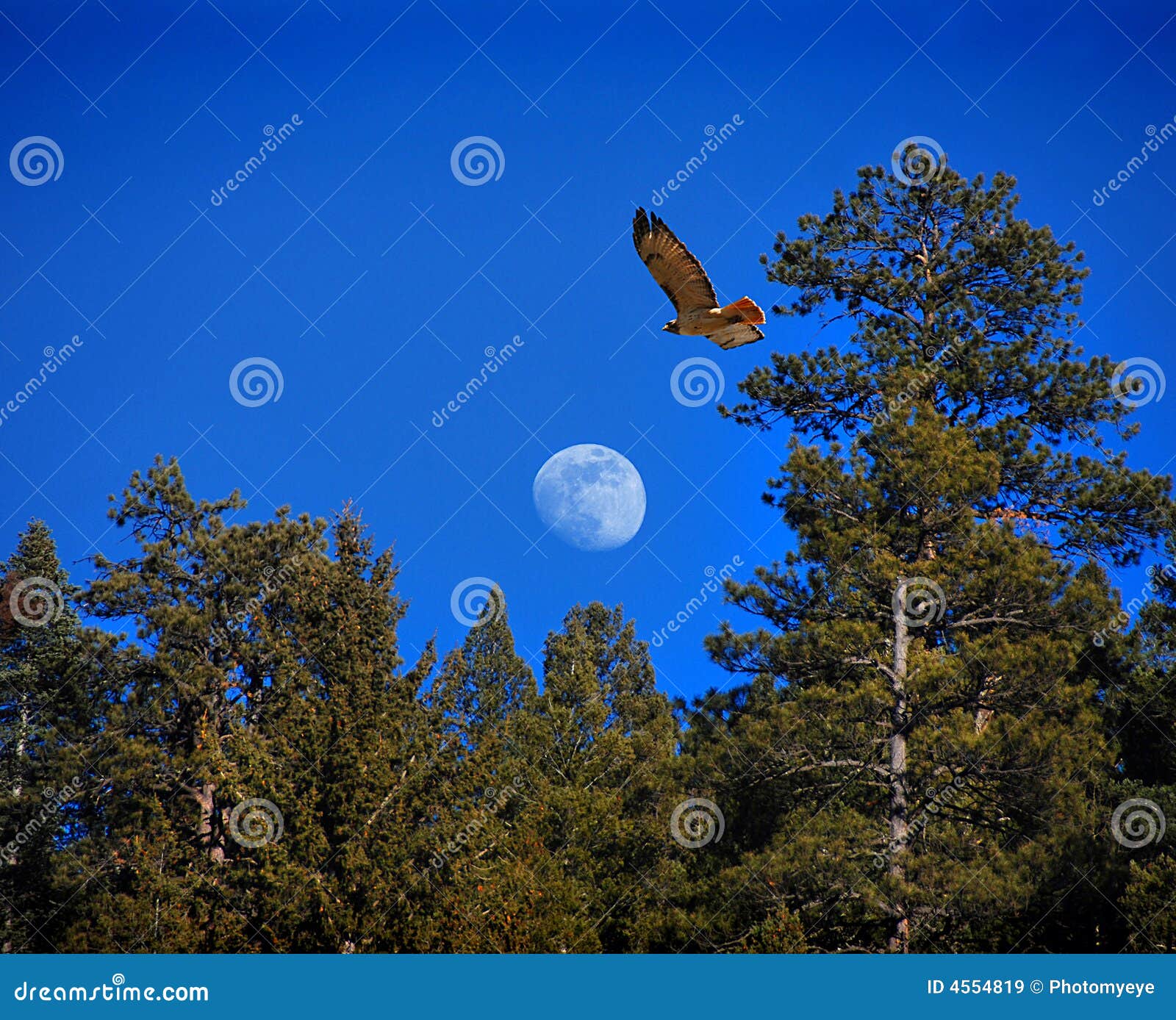 Hawk and moon stock image. Image of searching, animal - 4554819