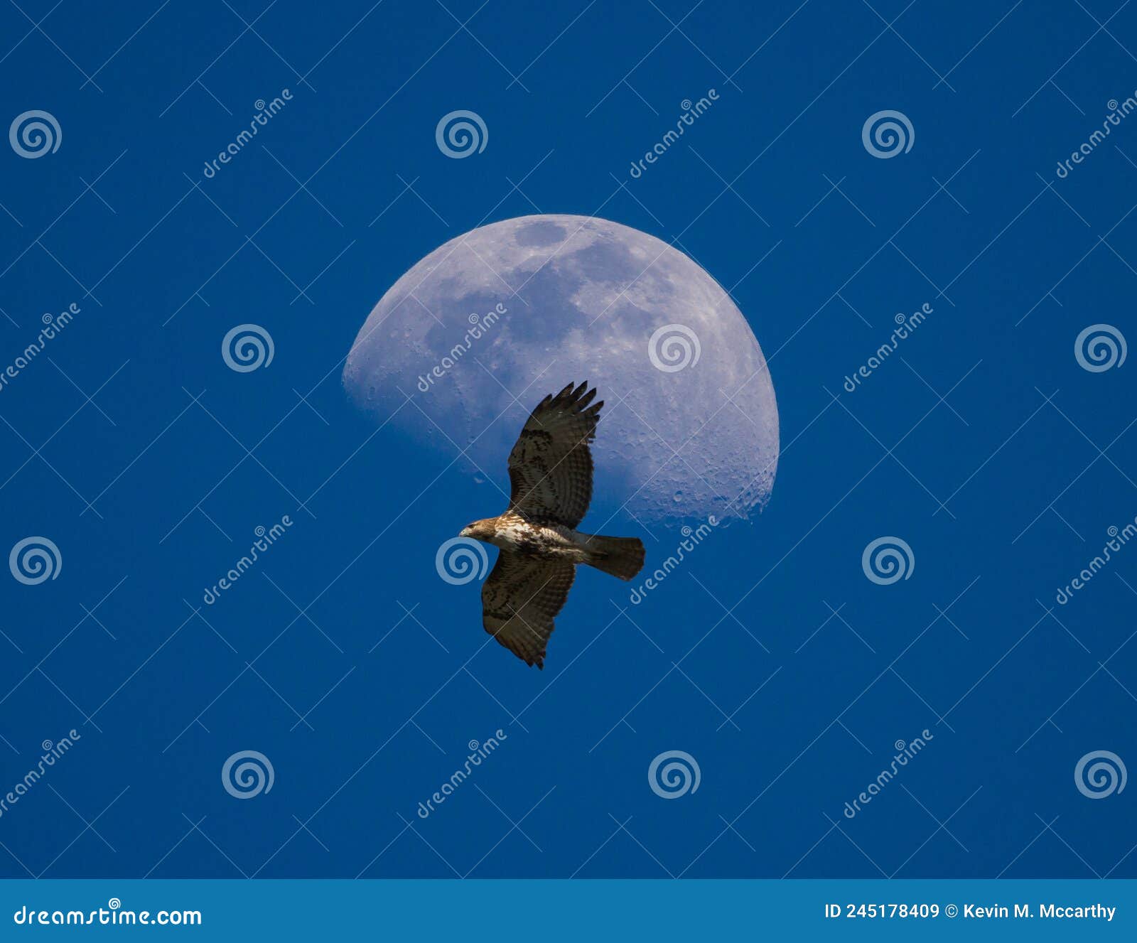 Red-Tailed Hawk Flies Past a Waxing Gibbous Moon Stock Image - Image of ...