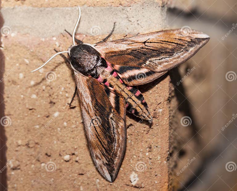 Hawk moth stock image. Image of nature, garden, night - 25854499