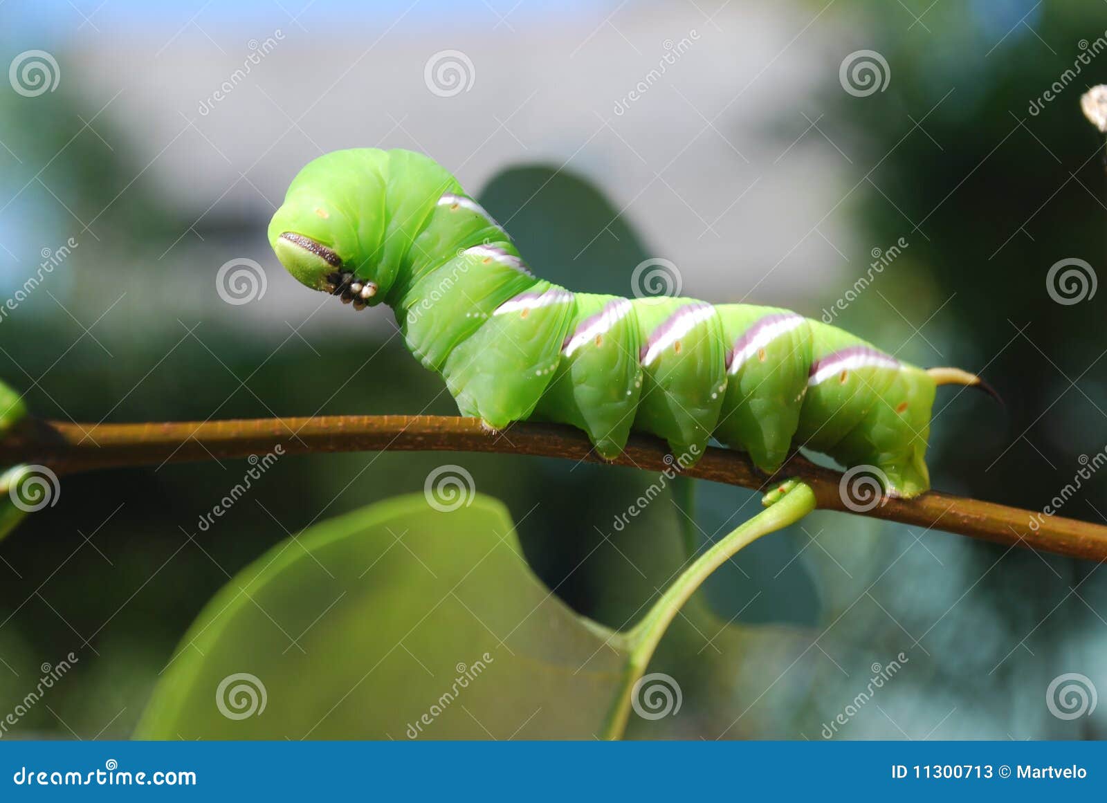 Hawk Moth Caterpillar Or Larva Head And Front Legs Stock Photo ...