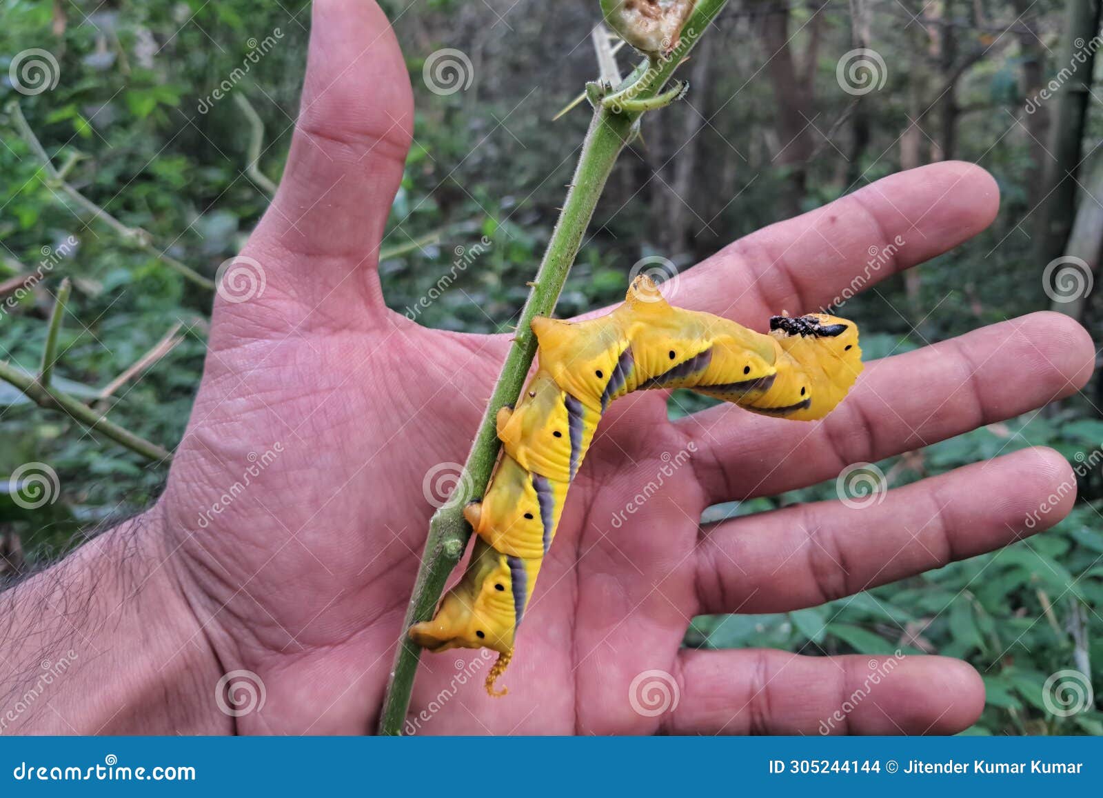 Hawk Moth Caterpillar Size Comparison with Human Hand Stock Photo ...