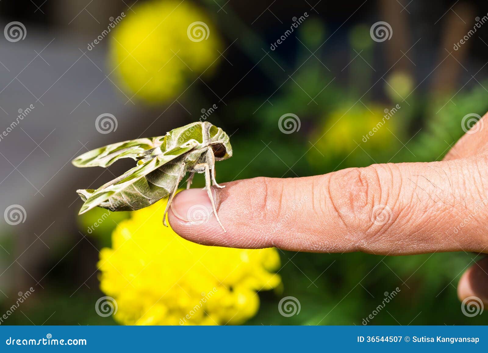 Hawk moth on finger stock image. Image of butterfly, army - 36544507