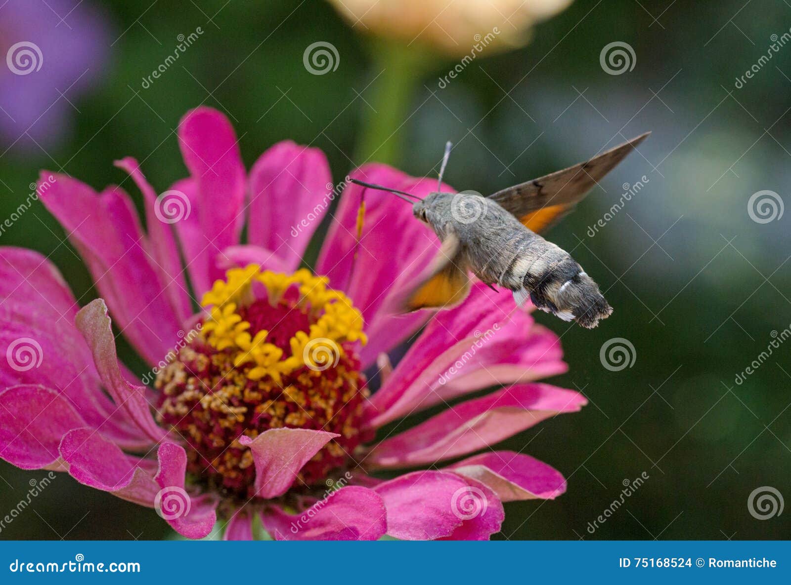 Hawk Moth Flying Above Purple Zinnia Stock Photo - Image of sphingidae ...