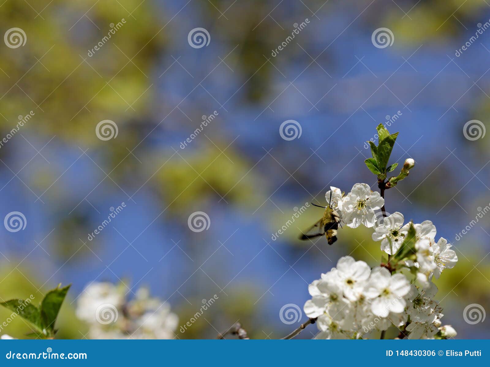 A Small Hawk Moth Flying in Cherry Trees Stock Photo - Image of ...