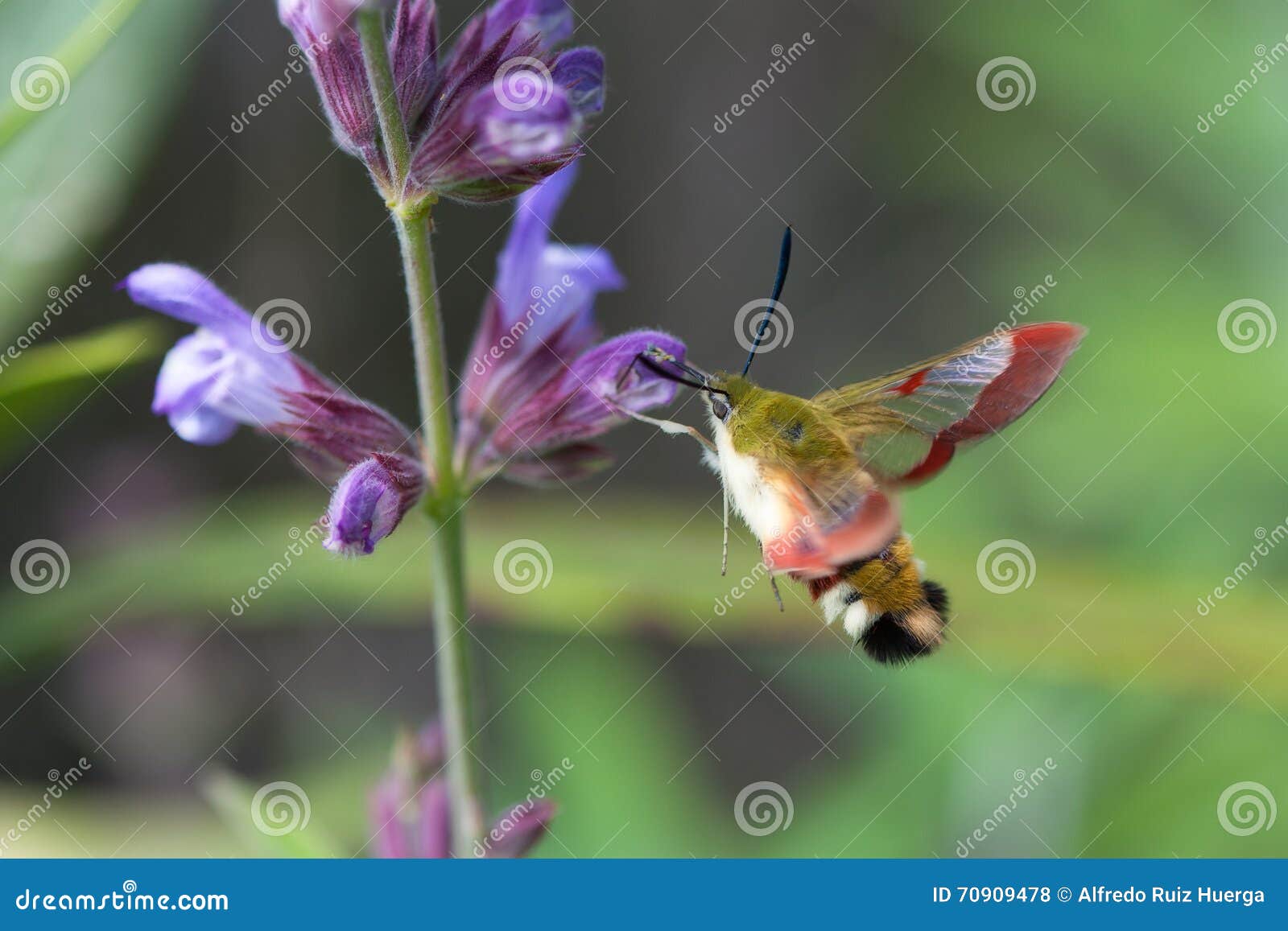 Hawk moth flying stock photo. Image of moth, tongue, nectar - 70909478