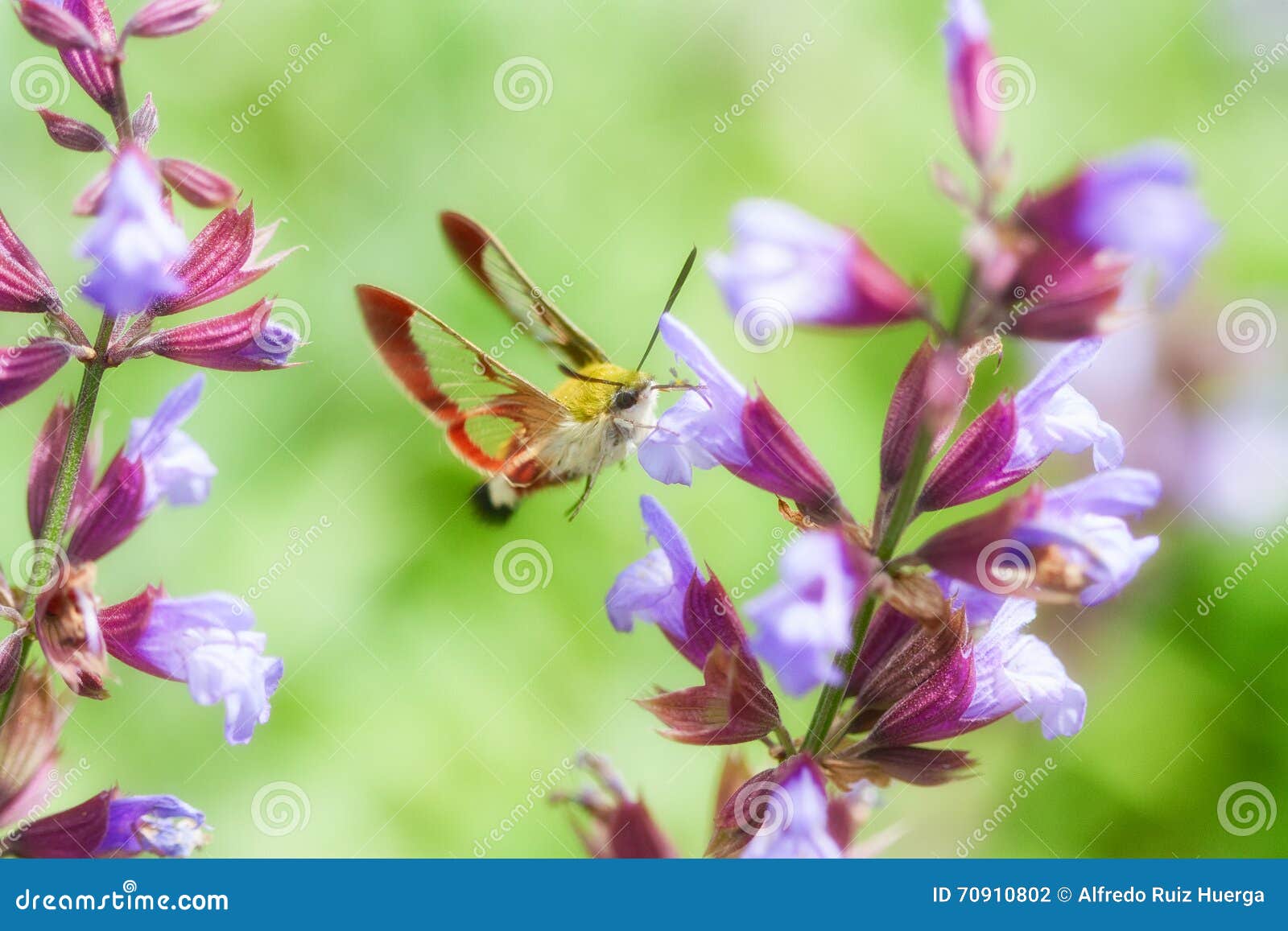 Hawk moth flying stock photo. Image of tongue, flying - 70910802